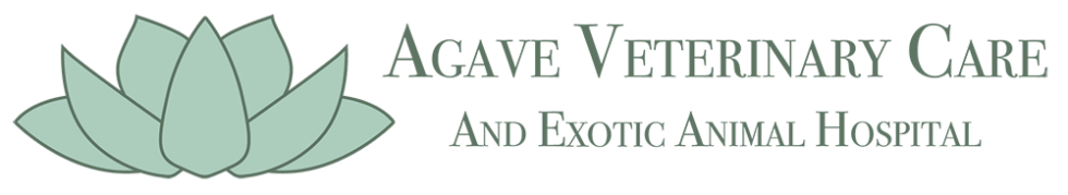 Rabbit Dentistry Explained | Agave Veterinary Care And Exotic Animal ...