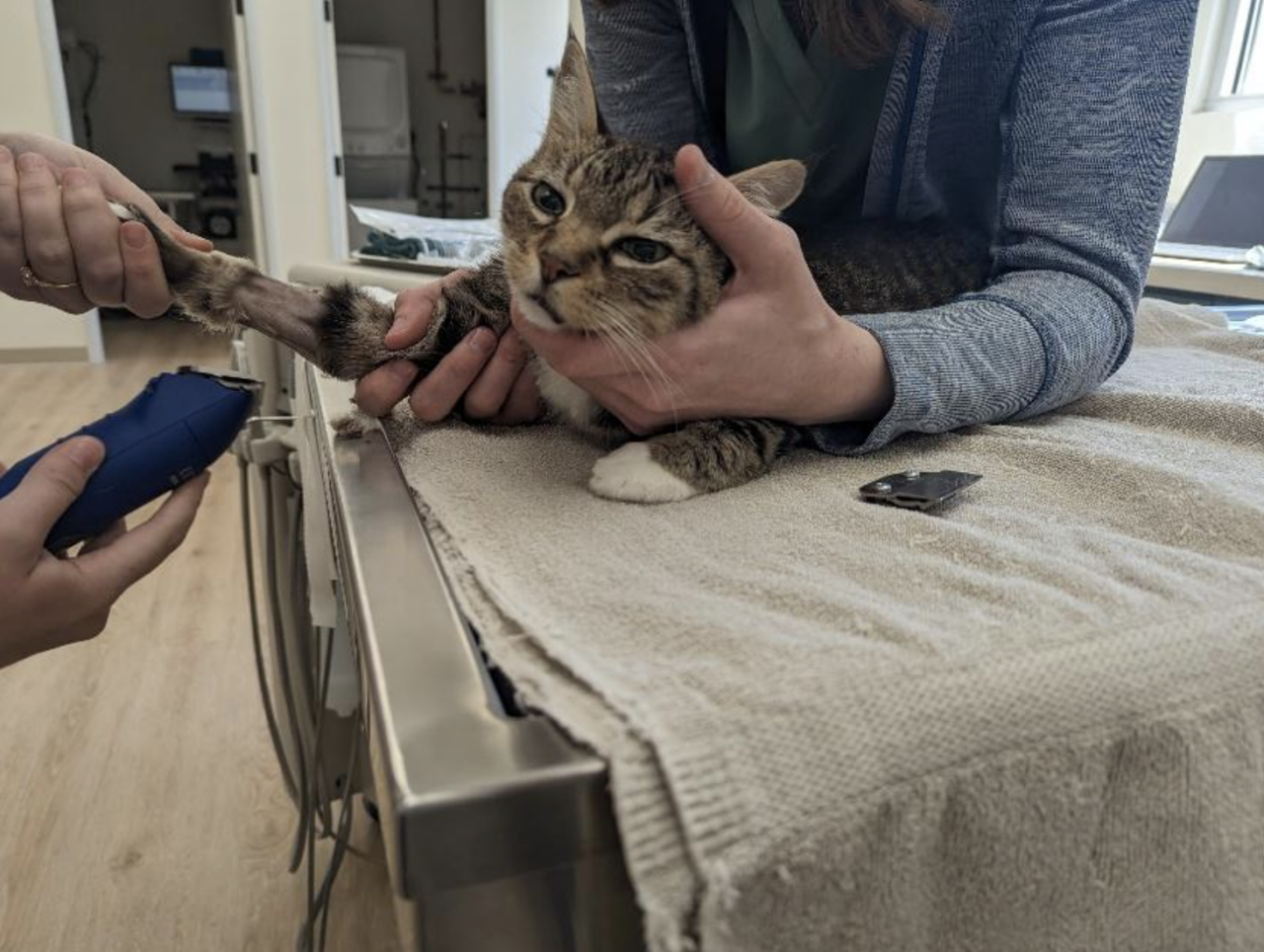 Dog And Cat Dentistry Explained | Agave Veterinary Care And Exotic ...