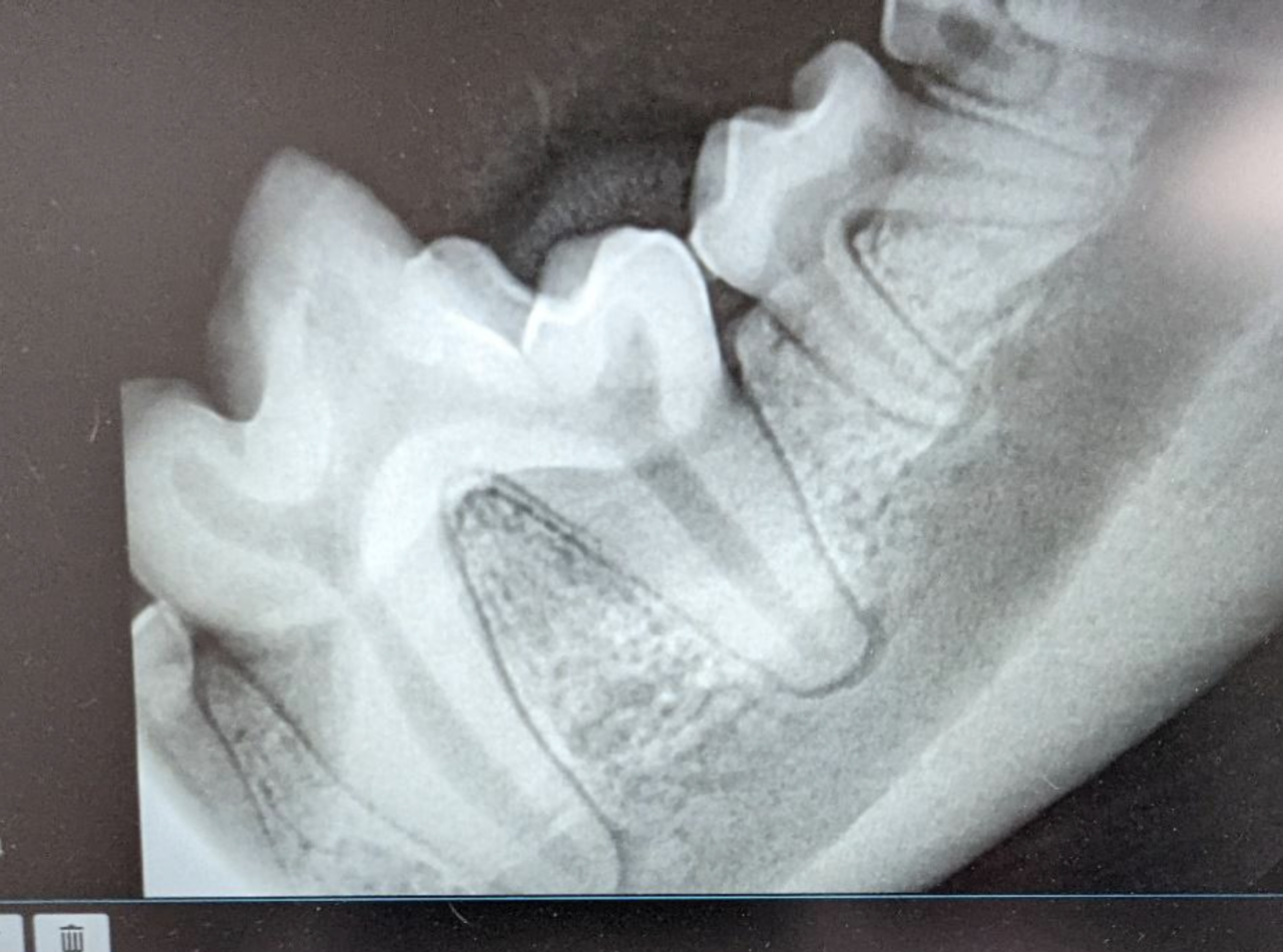 Dog And Cat Dentistry Explained | Agave Veterinary Care And Exotic ...