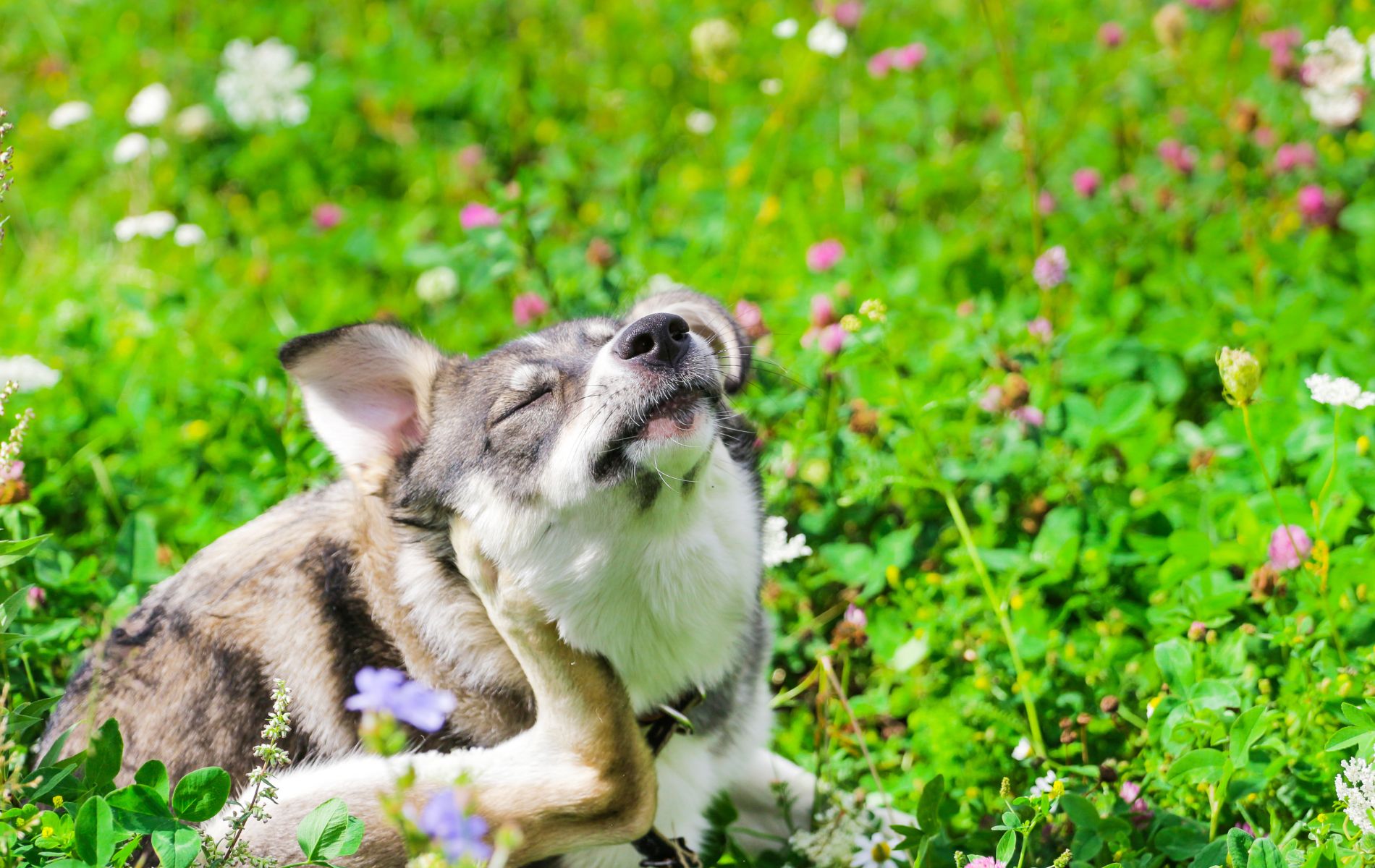 Why Can’t The Vet Fix My Itchy Dog? | Agave Veterinary Care And Exotic ...