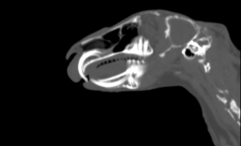 Rabbit Dentistry Explained | Agave Veterinary Care And Exotic Animal ...