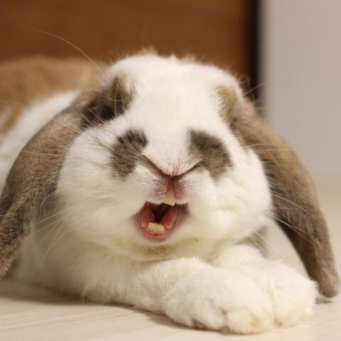Rabbit Dentistry Explained | Agave Veterinary Care And Exotic Animal ...