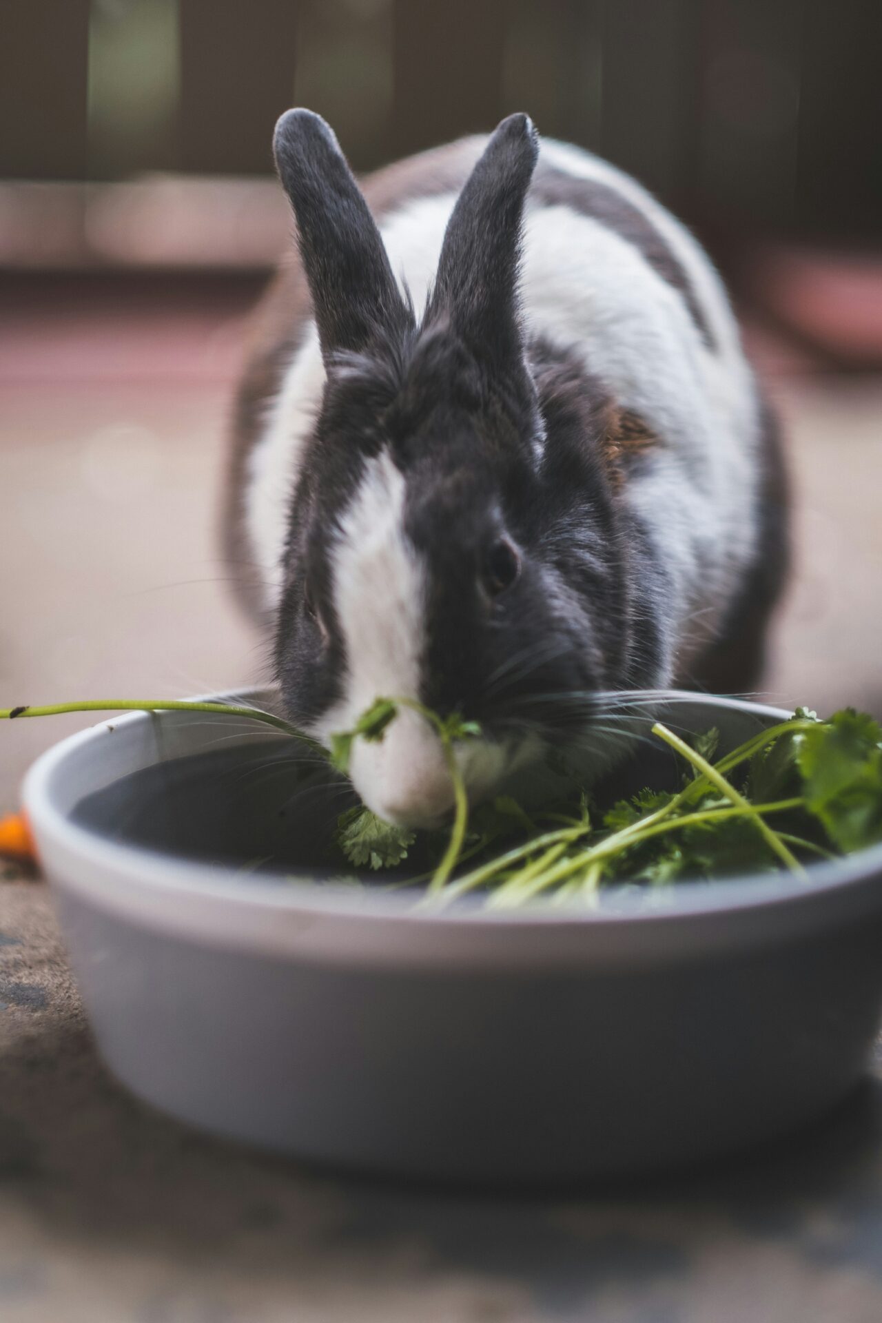 Rabbit Dentistry Explained | Agave Veterinary Care And Exotic Animal ...